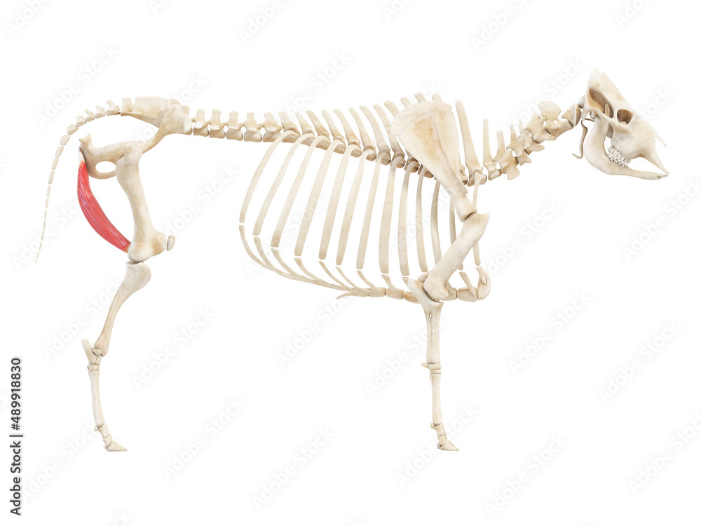 3d rendered anatomy illustration of the cows muscles - the ...