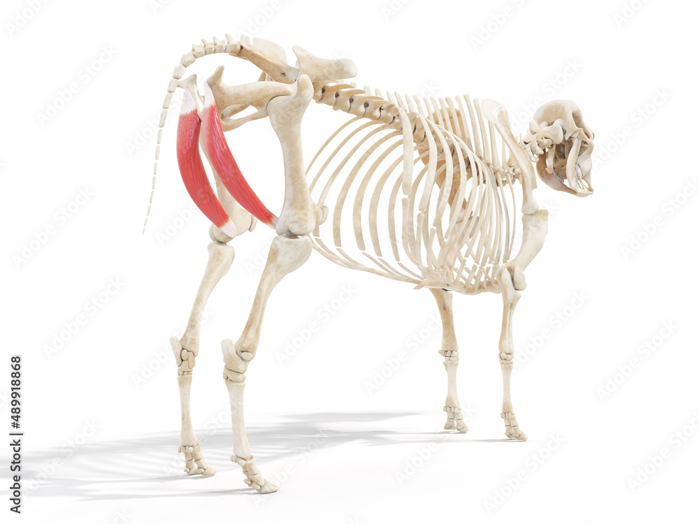 3d rendered anatomy illustration of the cows muscles - the ...