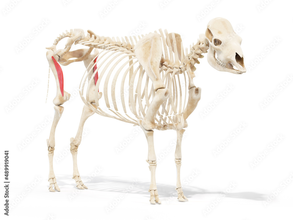 3d rendered anatomy illustration of the cows muscles - the vastus ...