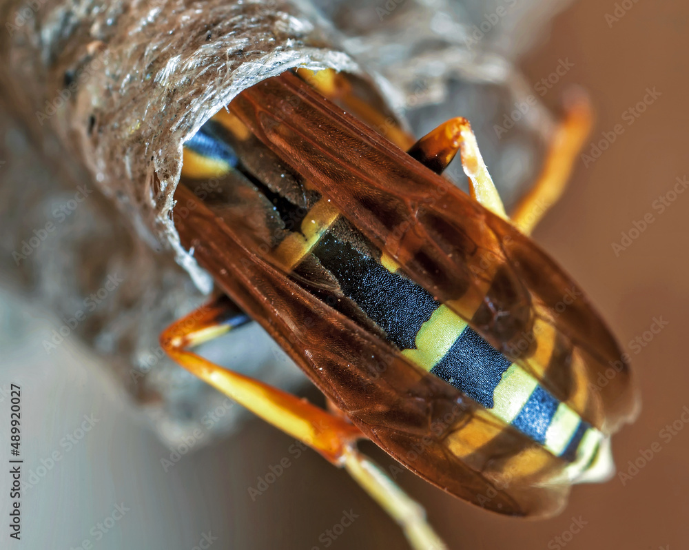 Paper Wasp Queen Builds Her Nest Stock Photo | Adobe Stock