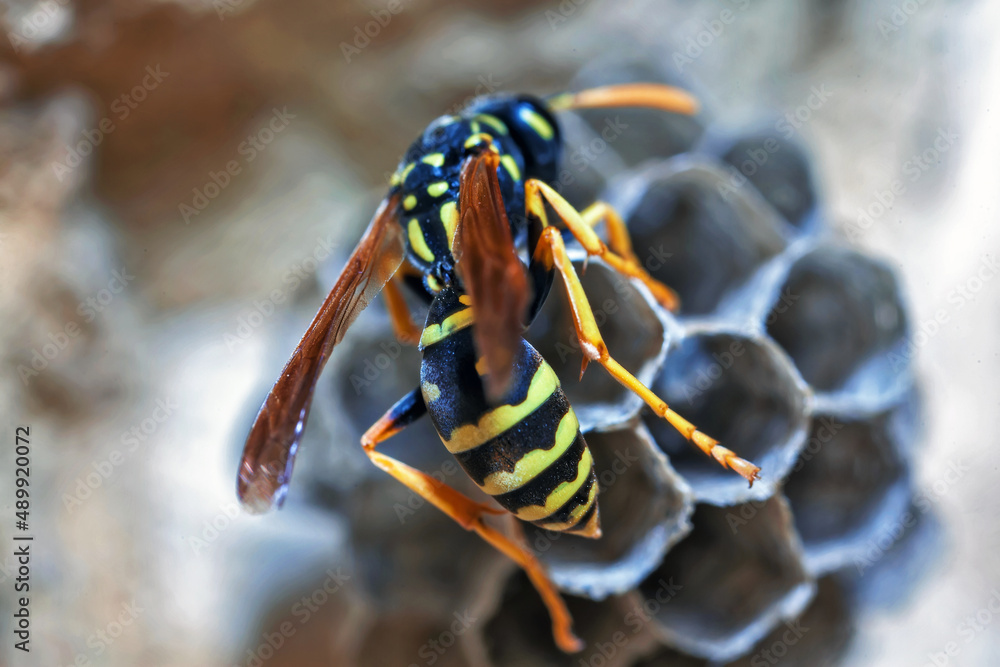 Paper Wasp Queen Builds Her Nest Stock Photo | Adobe Stock