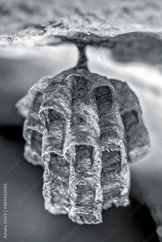 Paper Wasp Nest Texture and Detail Stock Photo | Adobe Stock