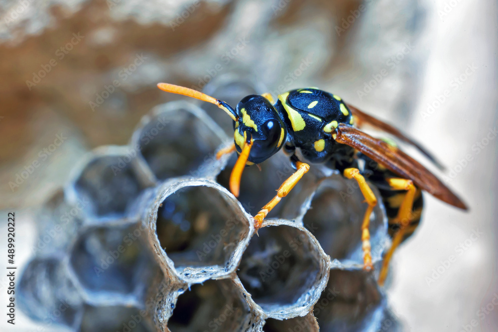 Paper Wasp Queen Builds Her Nest Stock Photo | Adobe Stock