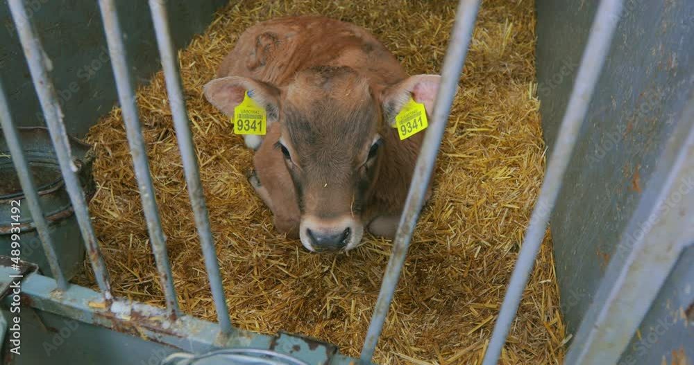 Cute little calves on a dairy farm. Little cows stand in a stall ...