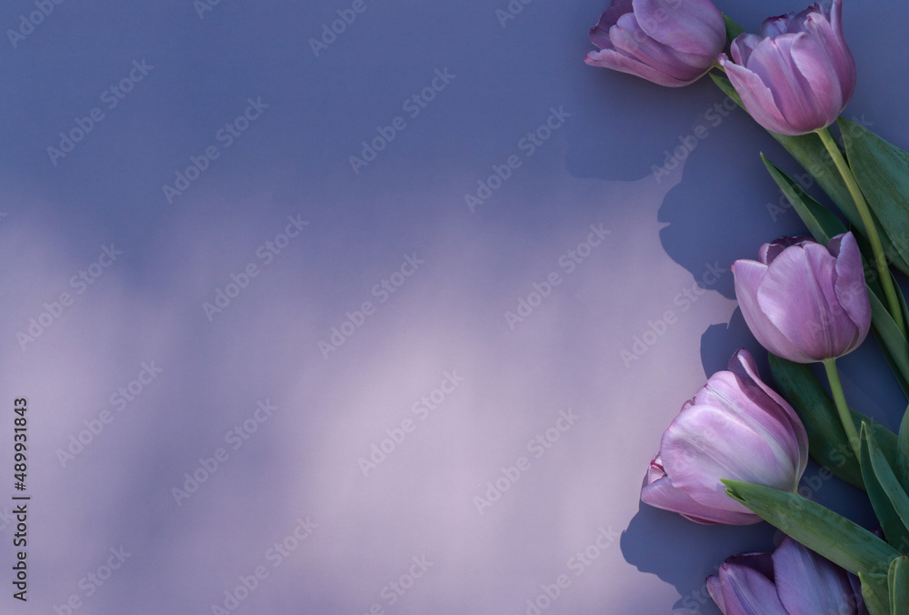 purple tulips frame on purple background with copy space Stock Photo ...