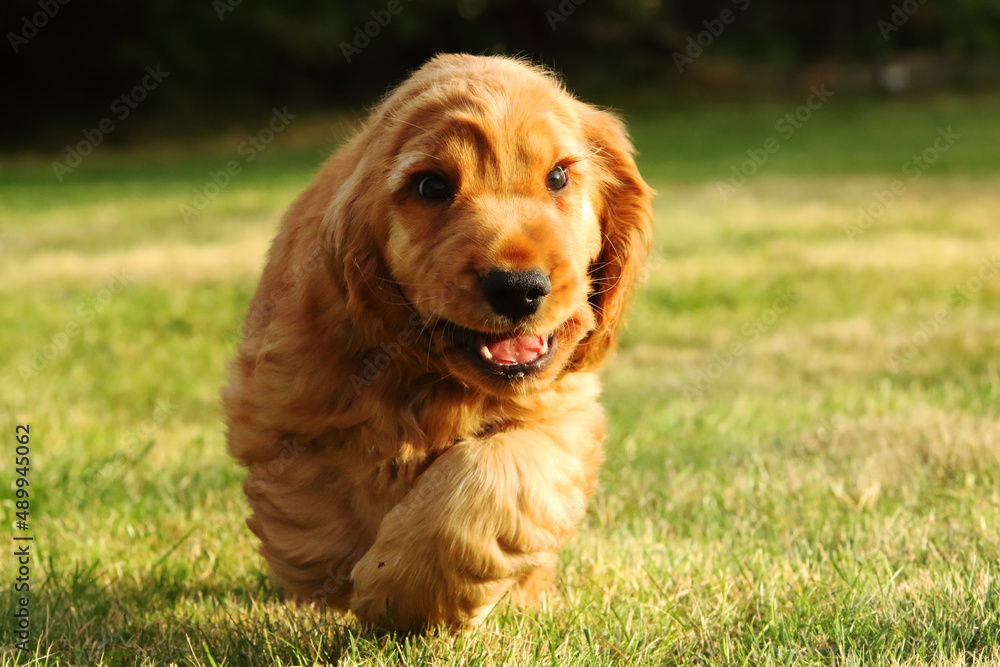 Amazing, newborn and cute red English Cocker Spaniel puppy detail ...