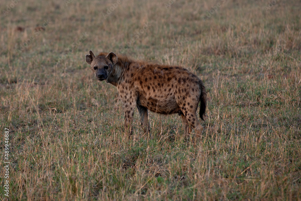 Hyenas or hyaenas are any feliform carnivoran mammals of the family ...
