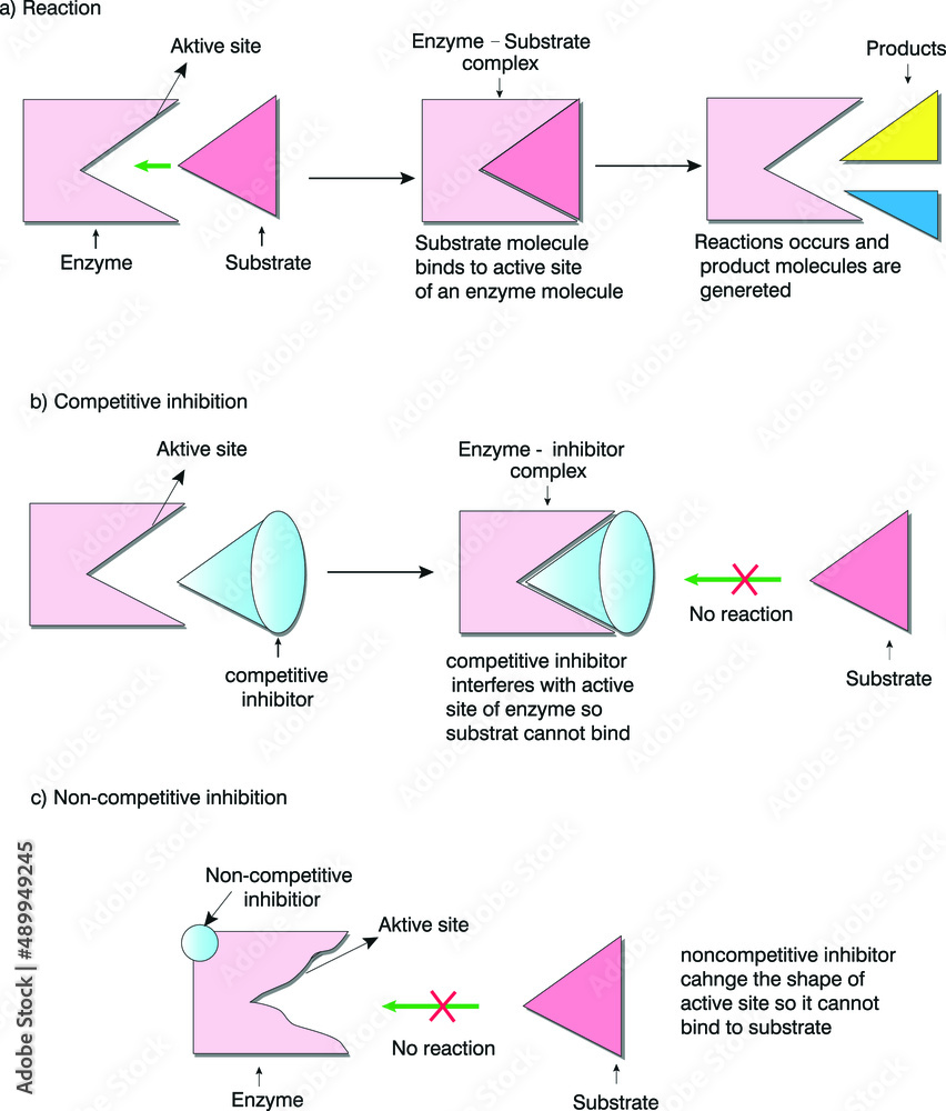In competitive inhibition, an inhibitor that resembles the normal ...