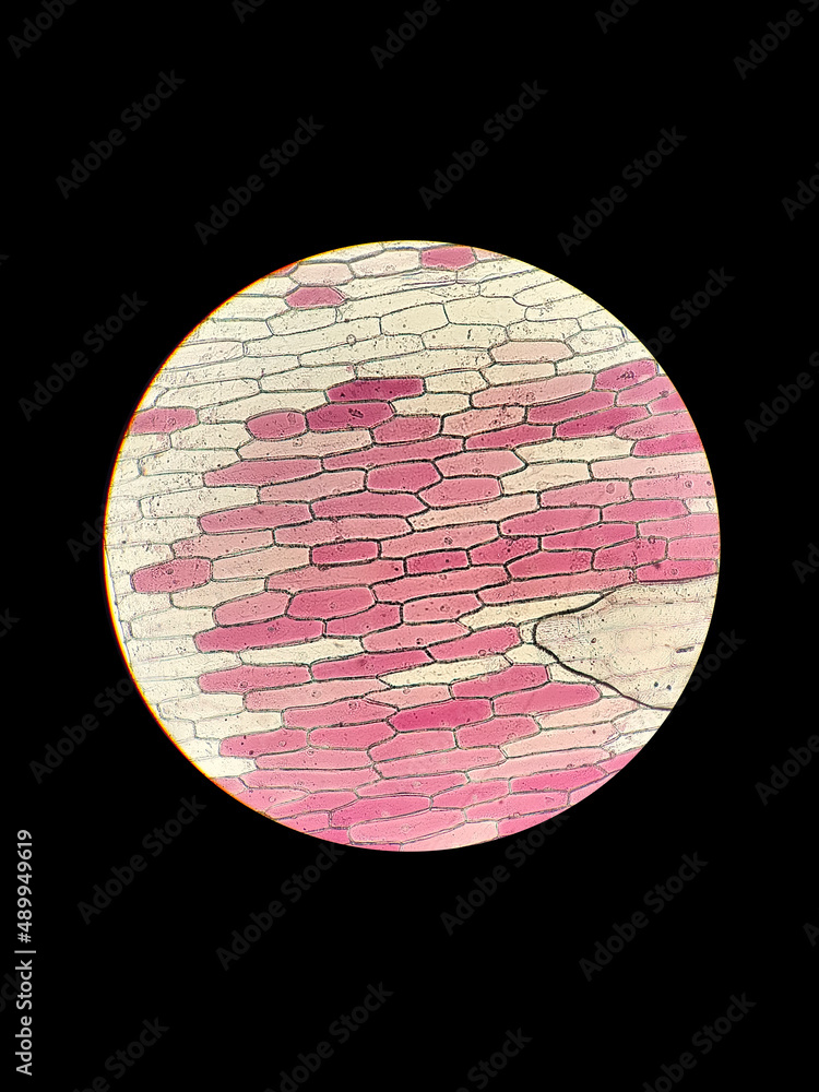 Biological preparation of onion plant cells under a microscope with the ...
