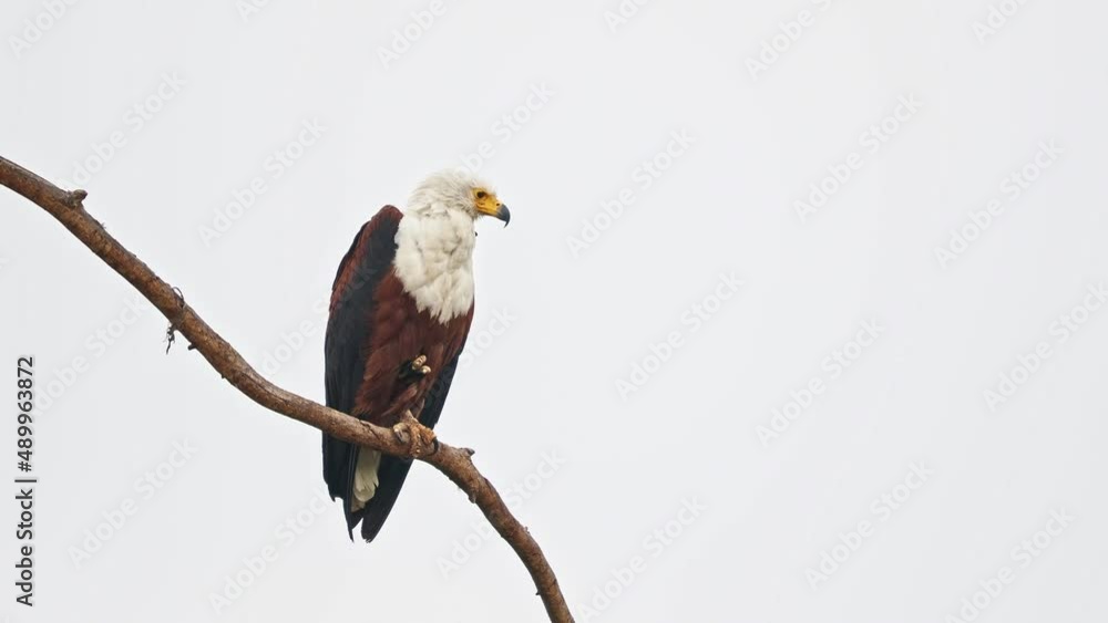 African Fish-eagle - Haliaeetus vocifer large species of white and ...