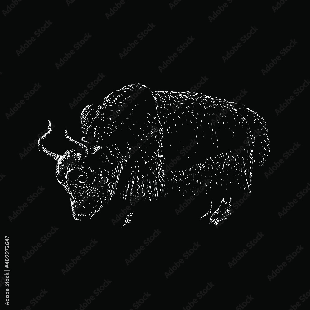 yak hand drawing vector illustration isolated on white background Stock ...