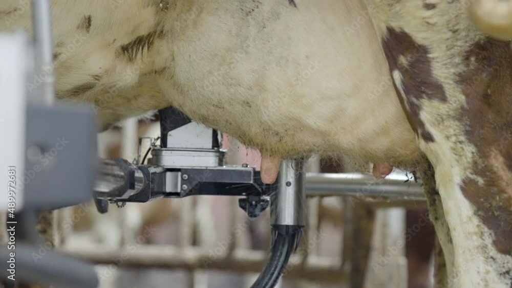 Industrial Farming Robot Washing Dairy Udder In Cattle Milking Parlor ...