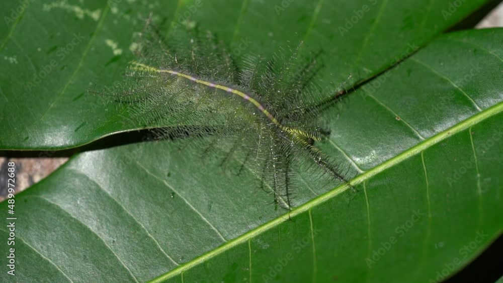 Common Baron Caterpillar