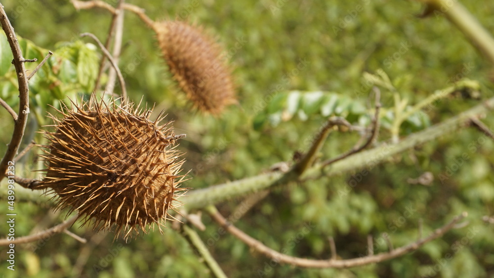 Caesalpinia bonduc also known as nickernut, gray nicker, indian nut etc ...