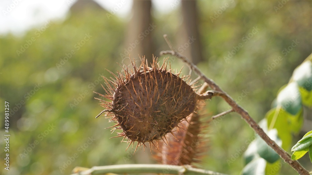 Caesalpinia bonduc also known as nickernut, gray nicker, indian nut etc ...