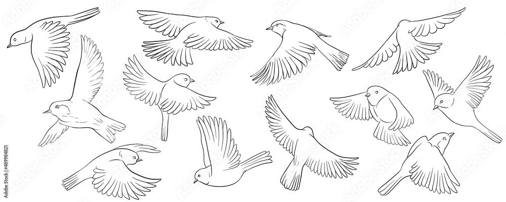 vector drawing sketch of flying birds, hand drawn songbirds, isolated ...