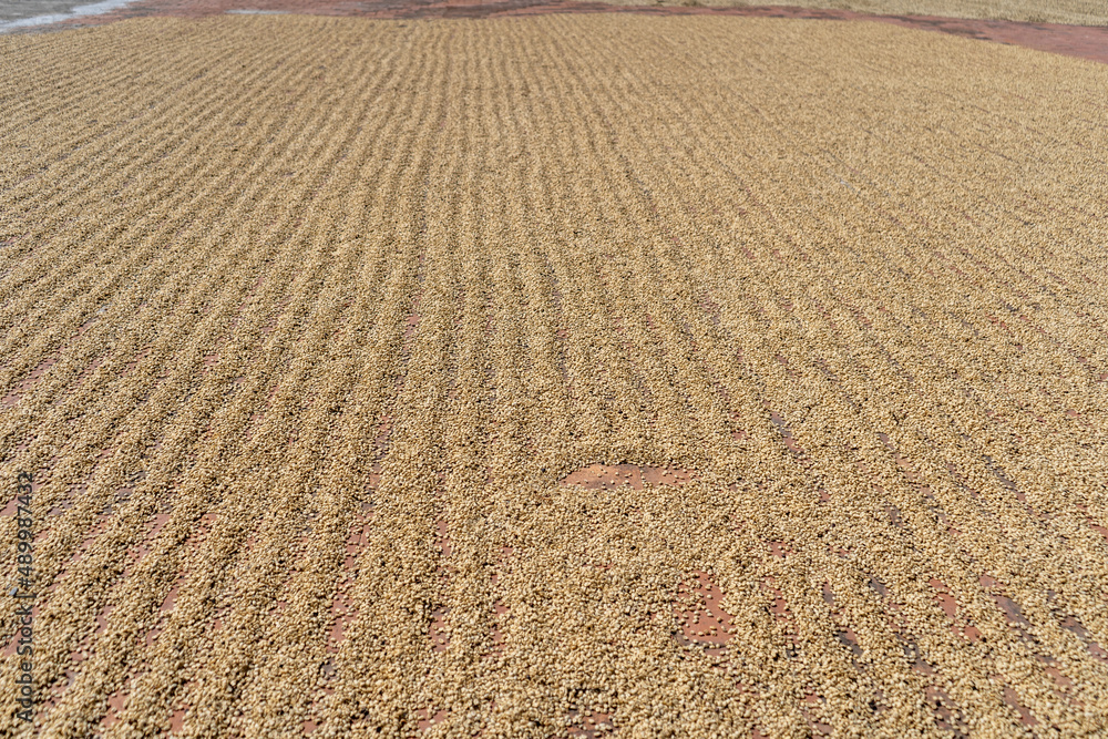 proceso de secado de café Guatemalteco en la antigua Ciudad de ...