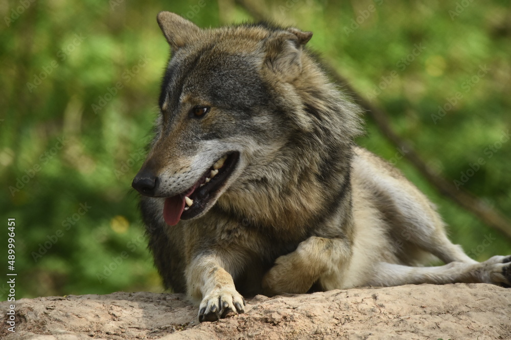 The wolf, a land predator. Hunt for prey within your territory. A herd ...