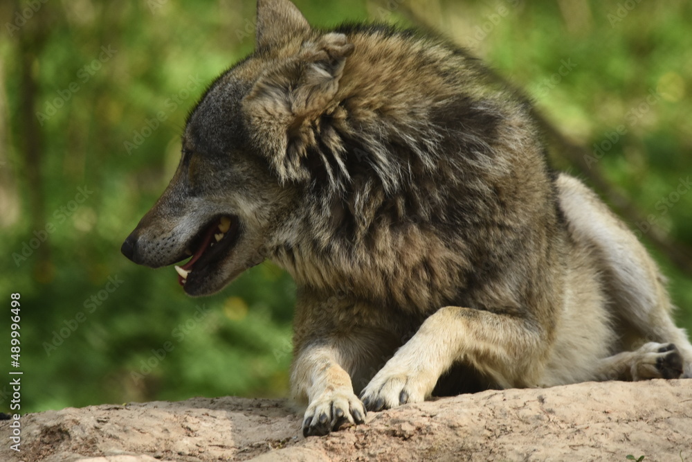 The wolf, a land predator. Hunt for prey within your territory. A herd ...