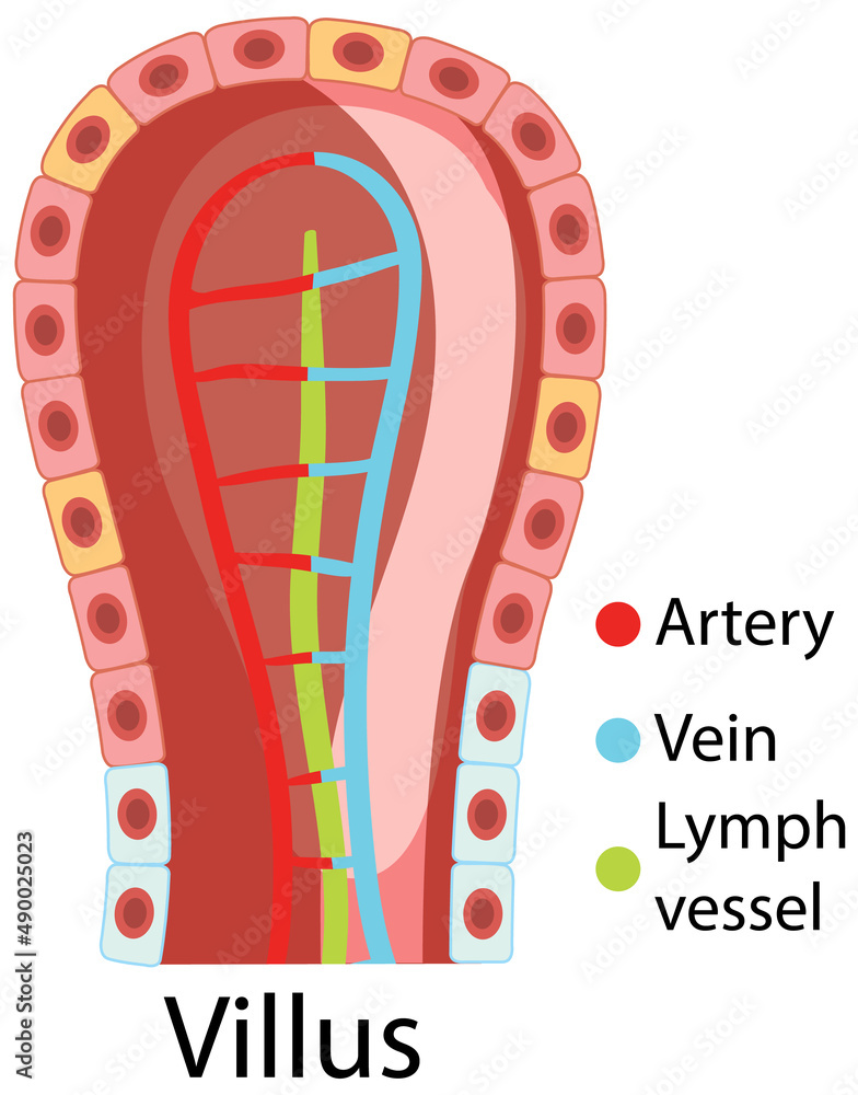 Diagram showing intestinal villus structure Stock Vector | Adobe Stock