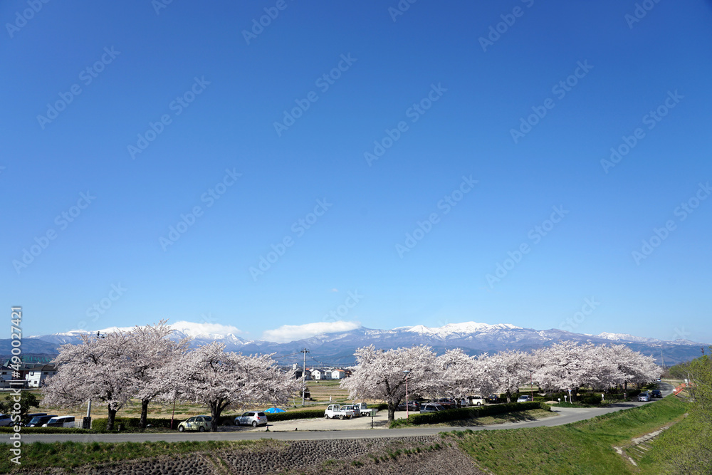 Azuma snow-capped mountains and Cherry blossom blooming in the ...
