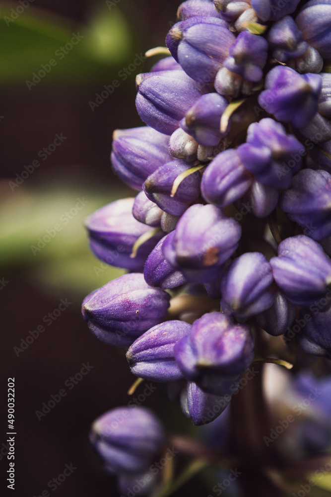 Purple Bud Stock Photo | Adobe Stock