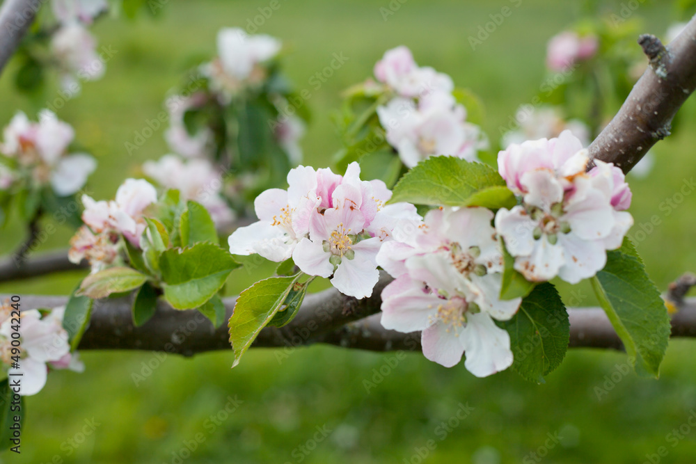 Bramley seedling apple trees blooming in the young orchard in Scotland ...