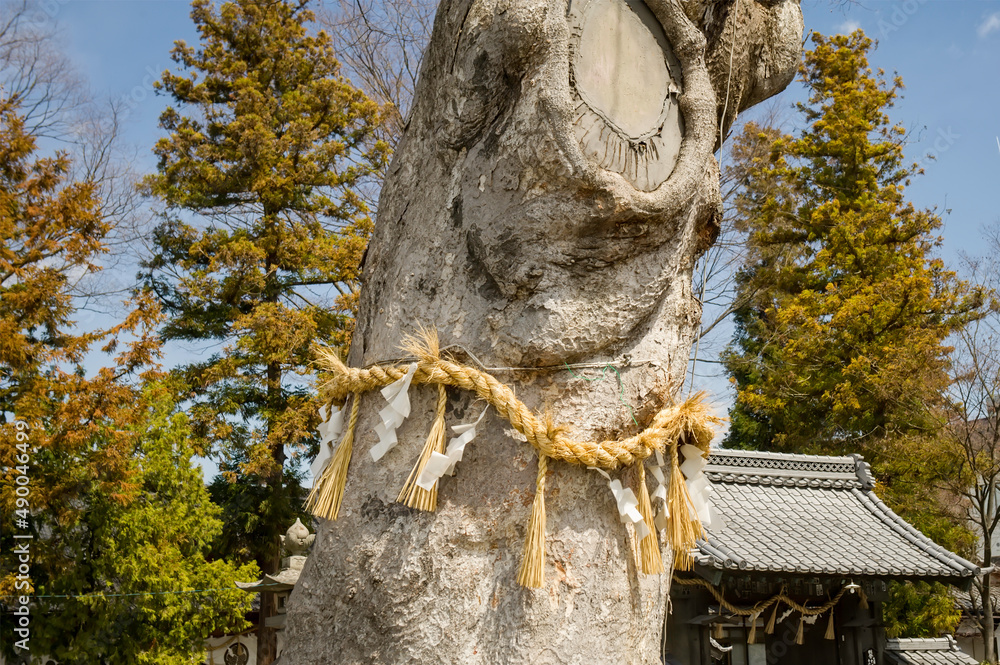 Fotka „The sacred Shinboku Tree is said to be the home of holy spirits ...