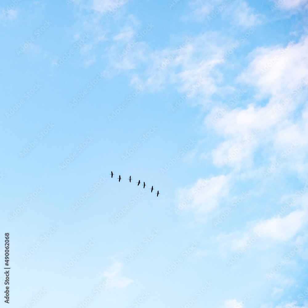 Bird migration flying in the sky against the blue background with white ...