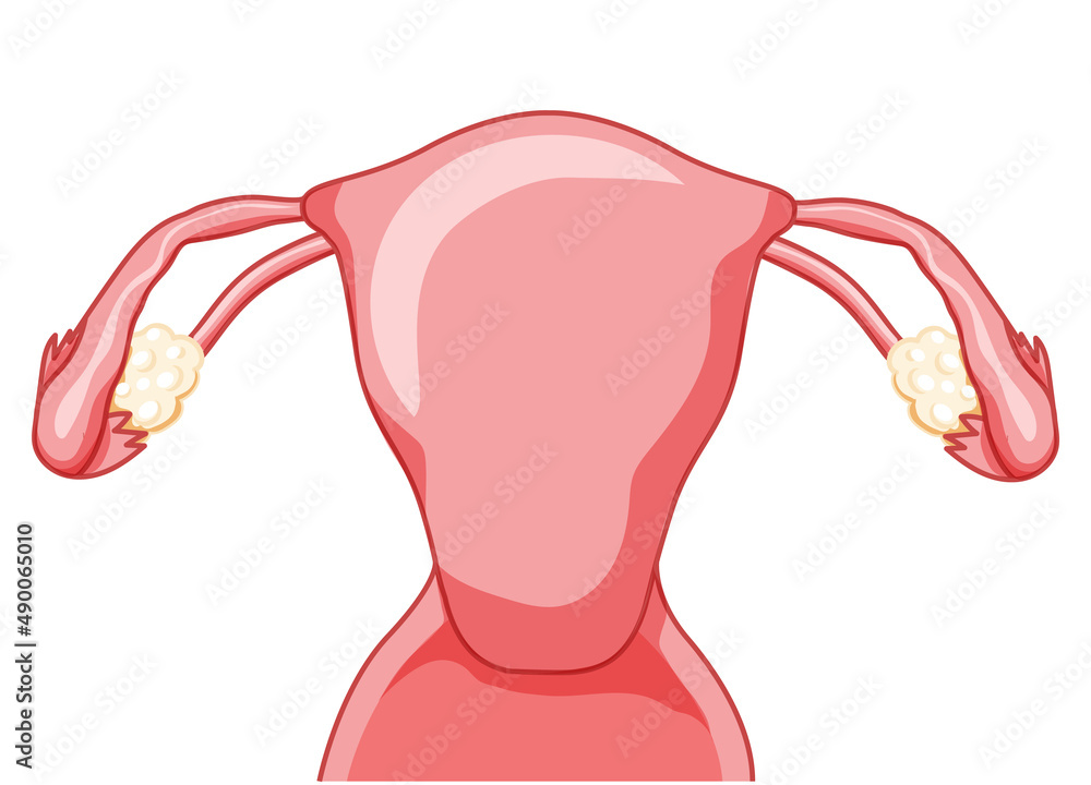 Female reproductive system Frontal view. Human anatomy internal organs ...