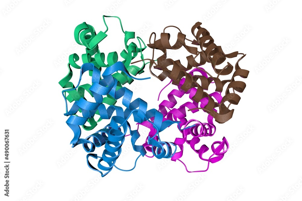 Crystal structure of human deoxyhaemoglobin (deoxyhemoglobin ...
