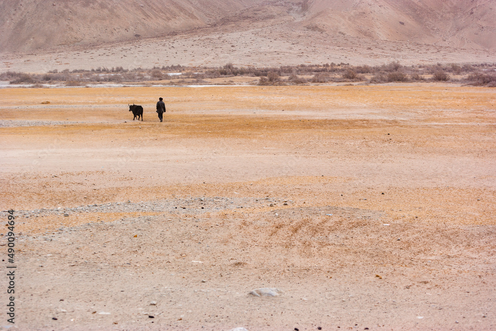 Man walking with yak in the desert, Tashkurgan County, Xinjiang, China ...