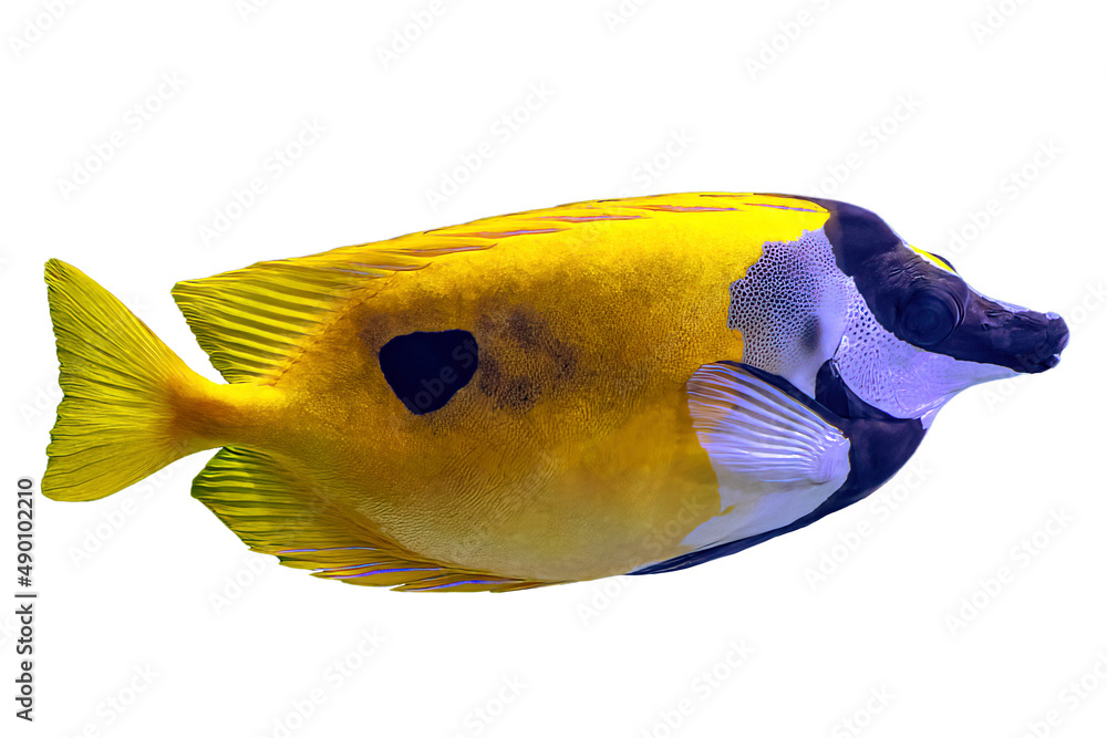 Colorful surgeonfish fish of sea aquarium isolated on white background ...