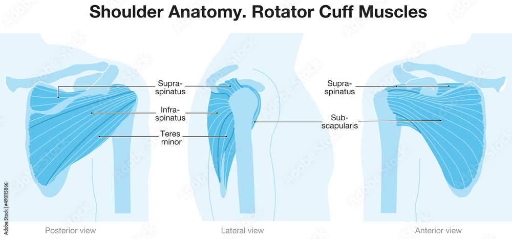 Shoulder Anatomy. Rotator Cuff Muscles. Blue Version. Labeled Stock ...