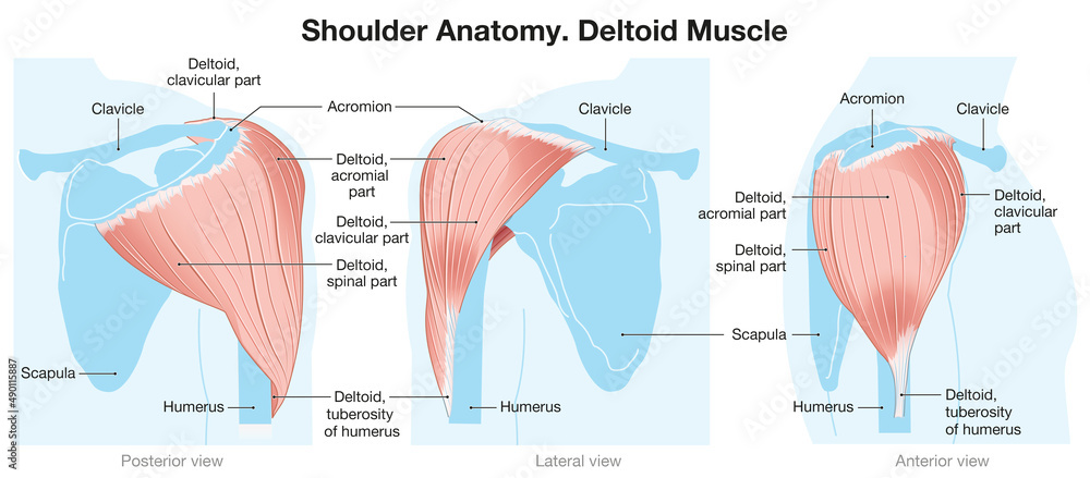 Plakát Deltoid Muscle. Shoulder Anatomy. Labeled. – Obraz na Zeď ...