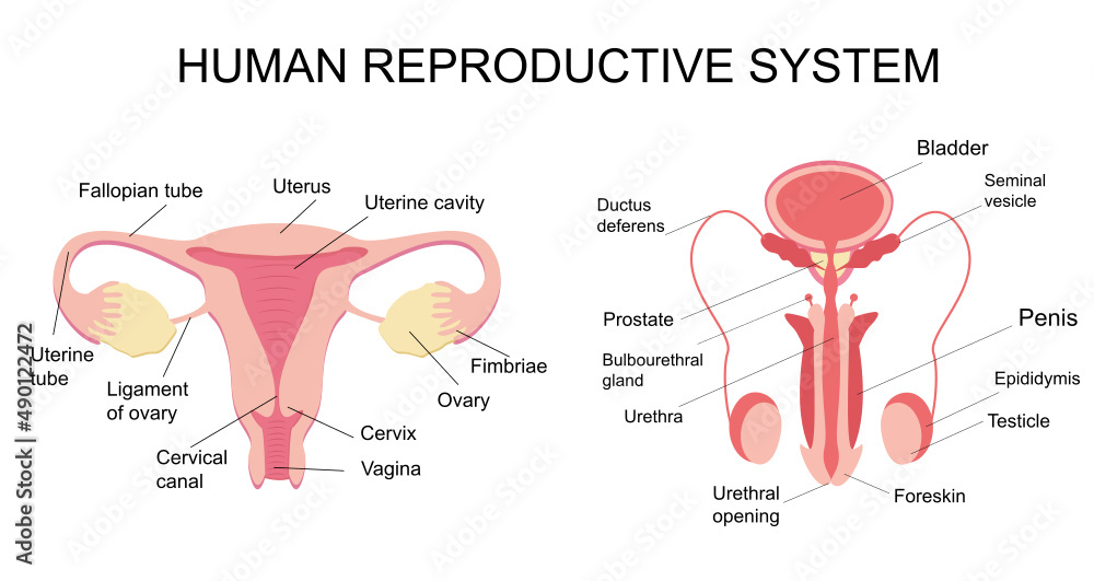 Healthy female and male reproductive system. Educational poster, infographic. Medical concept ...