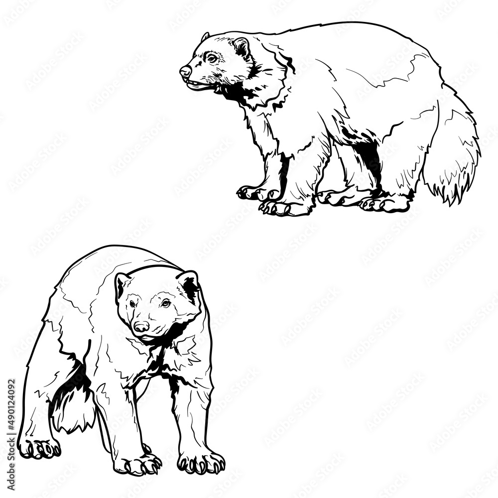 Wolverine sketch. Vector illustration of wolverine isolated on white ...