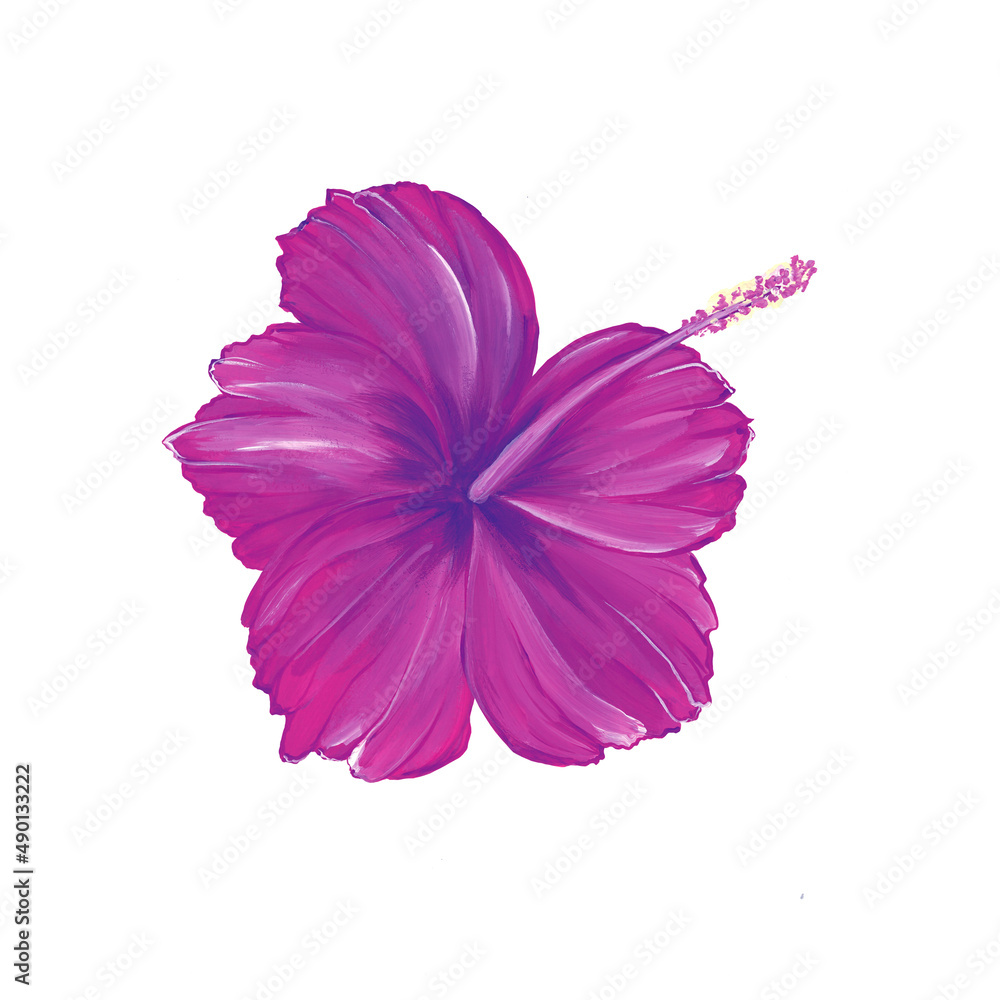 Hibiscus purple lilac isolated on white background. Tropical flower ...
