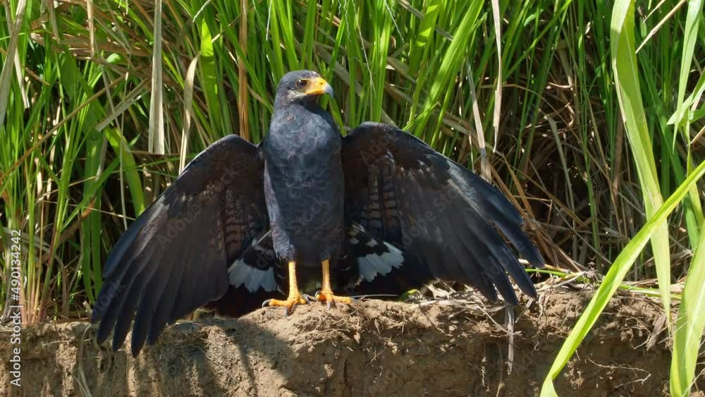 Common Black Hawk - Buteogallus anthracinus a big dark bird of prey in ...