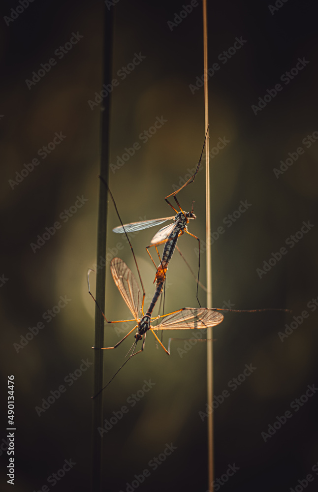 Parka - Tipula paludosa – Komarnica błotniarka | InsektariumTipula ...