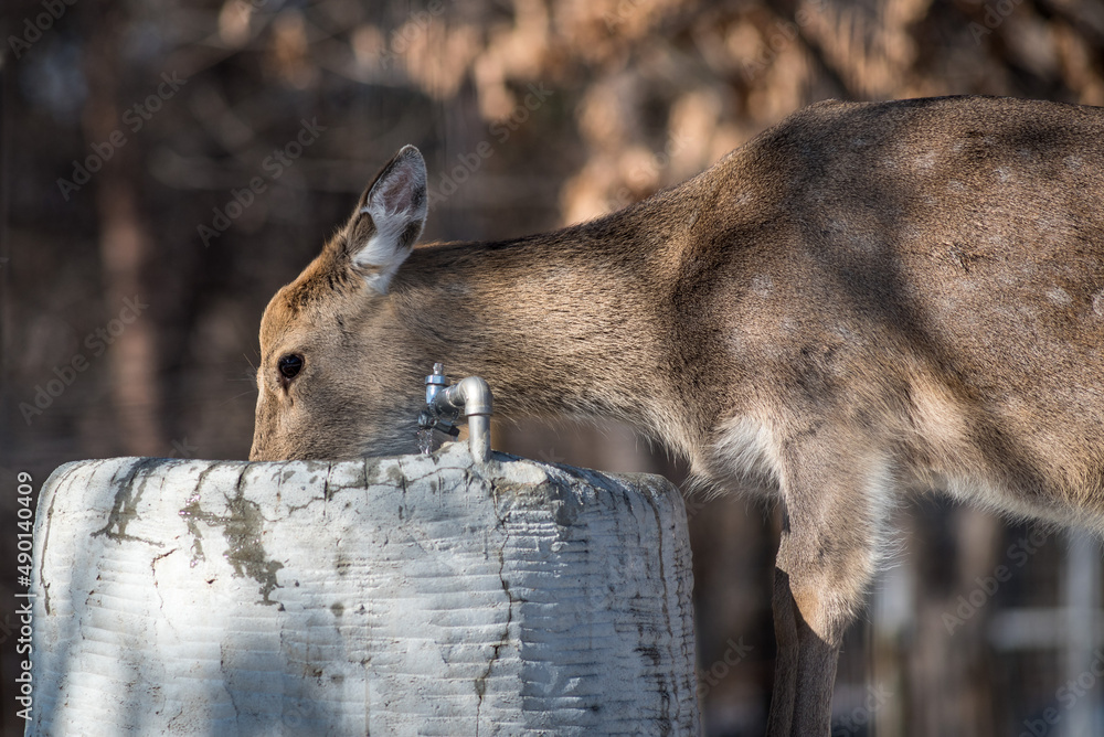 Antelope drinking water from a well in the wilderness Stock Photo ...