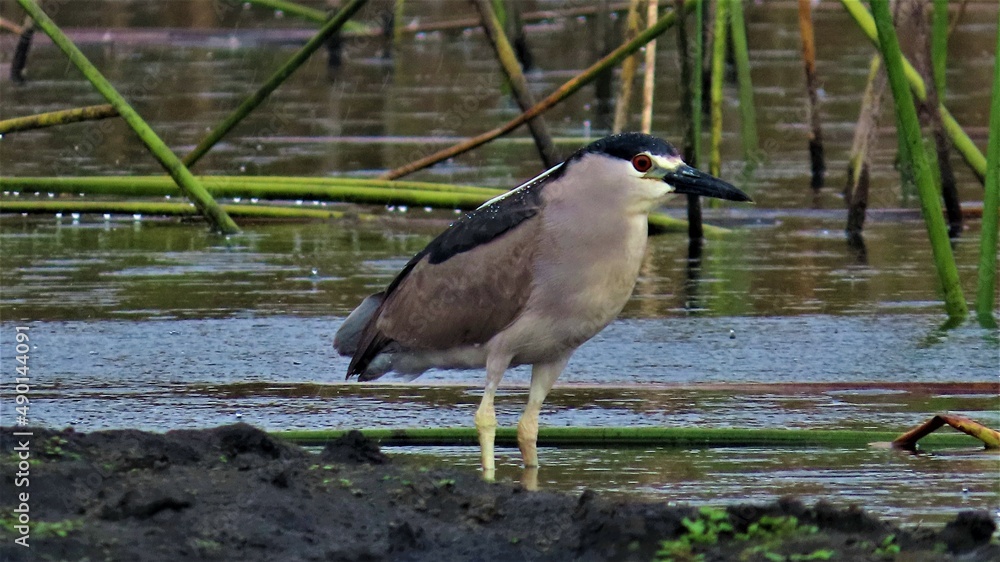 Nombre en español: Guaco Común Nombre en ingles: Black-crowned Night ...