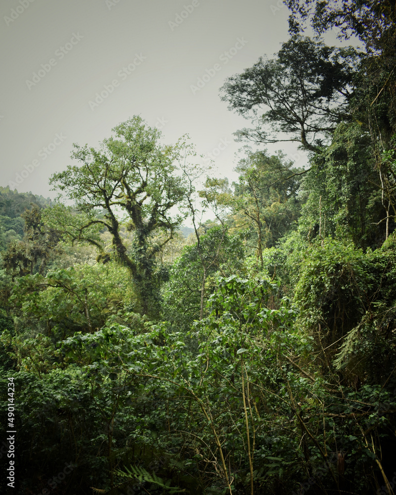 Mau Forest in the Rift Valley of Kenya Stock Photo | Adobe Stock