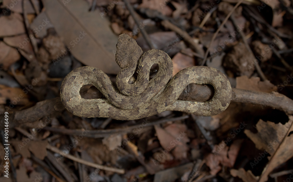 Stunning photos of some beautiful snakes of India Stock Photo | Adobe Stock