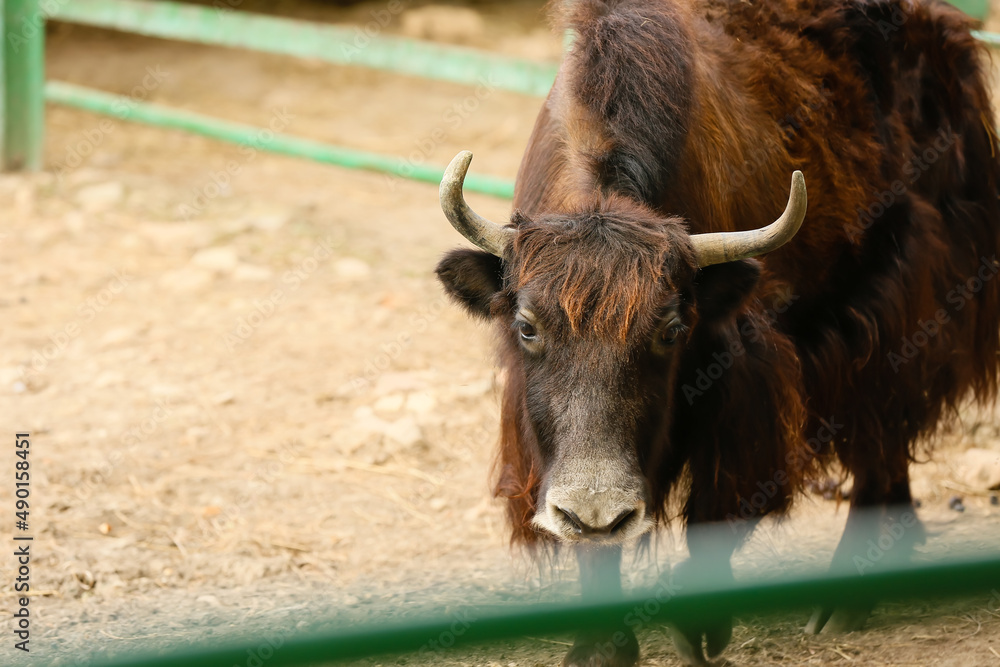 Cute yak in zoological garden Stock Photo | Adobe Stock