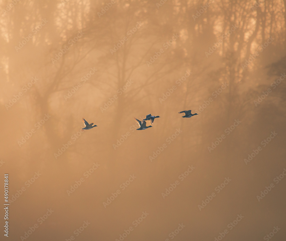 Flock of flying birds on a foggy forest during sunrise Stock Photo ...