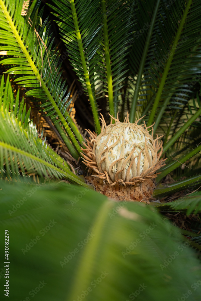 Vertical closeup of the Cycas rumphii, commonly known as queen sago or ...