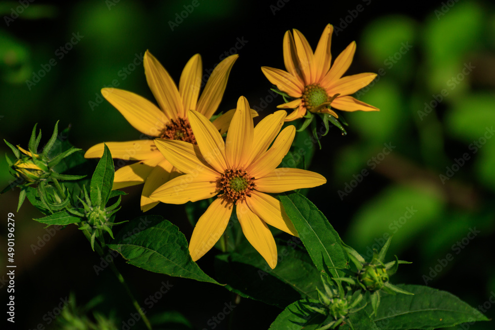 Helianthus Hirsutus
