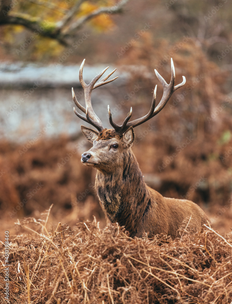 Red Stag Deer Wallpaper