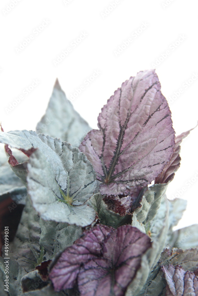 Begonia rex, begonia with vibrant ornamental leaves, Christmas plant ...